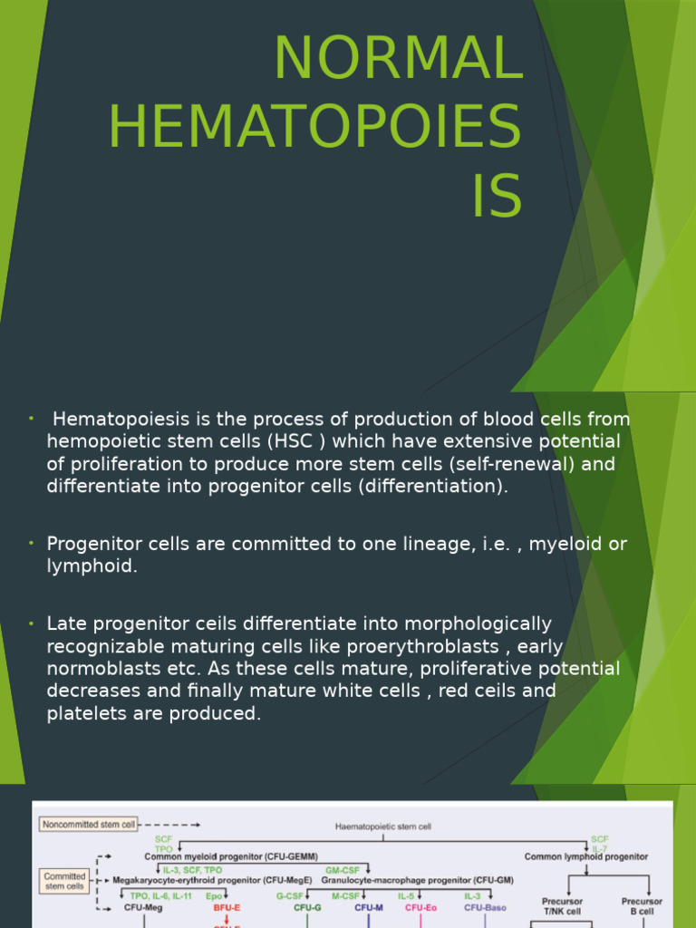 Normal Hematopoiesis Anemia Intro | PDF | Hematopoietic Stem Cell | Red ...