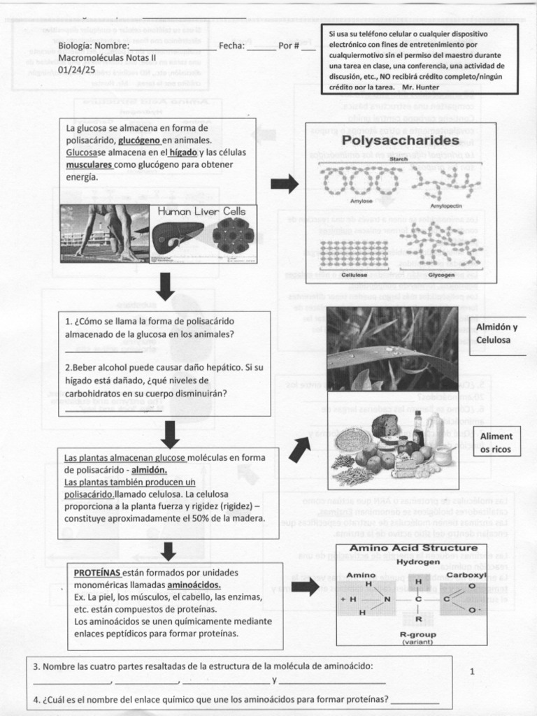 Biology 20250124 Worksheet Esp | PDF