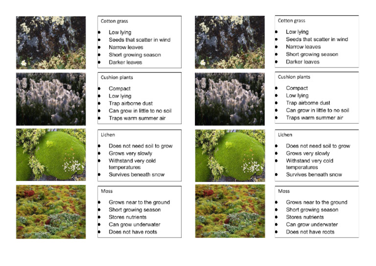 WS Plant Adaptations | PDF