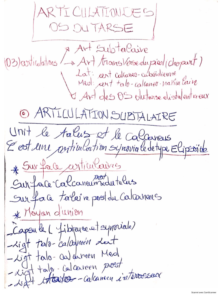 Résumé Sur Articulations Des Os Du Tarse (Facultatif) | PDF