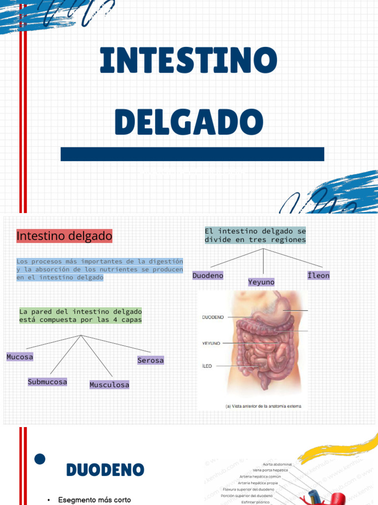 Intestino Delgado | PDF | Tracto gastrointestinal | Intestino delgado