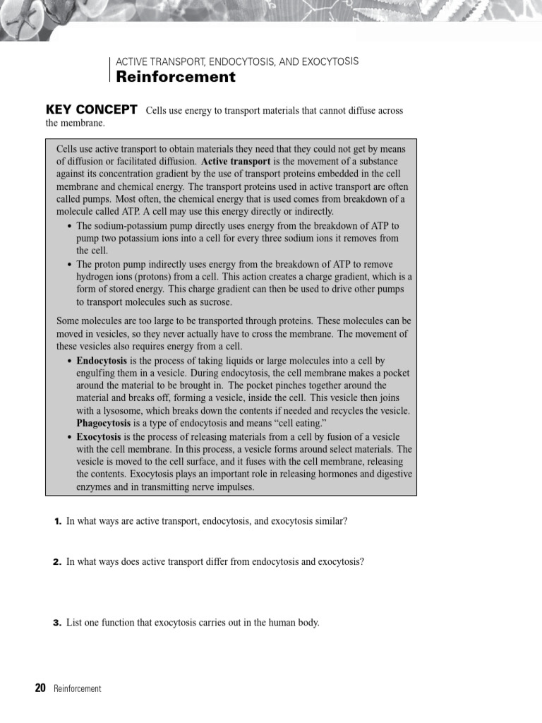 Ana Valentina Martinez Martinez - Reinforcement Ch.7 Lesson 3b | PDF | Cell Membrane | Vesicle ...