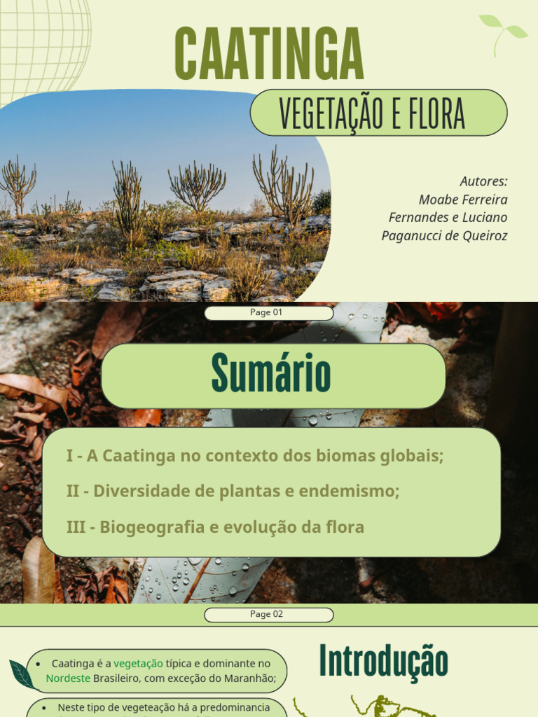 Vegetação e Flora da Caatinga: Diversidade | PDF | Florestas | Árvores