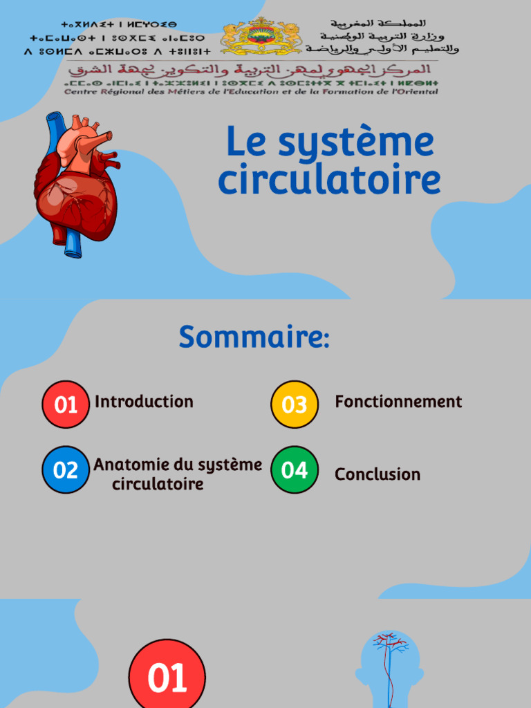 Comprendre le système circulatoire | PDF | Sang | Vaisseau sanguin