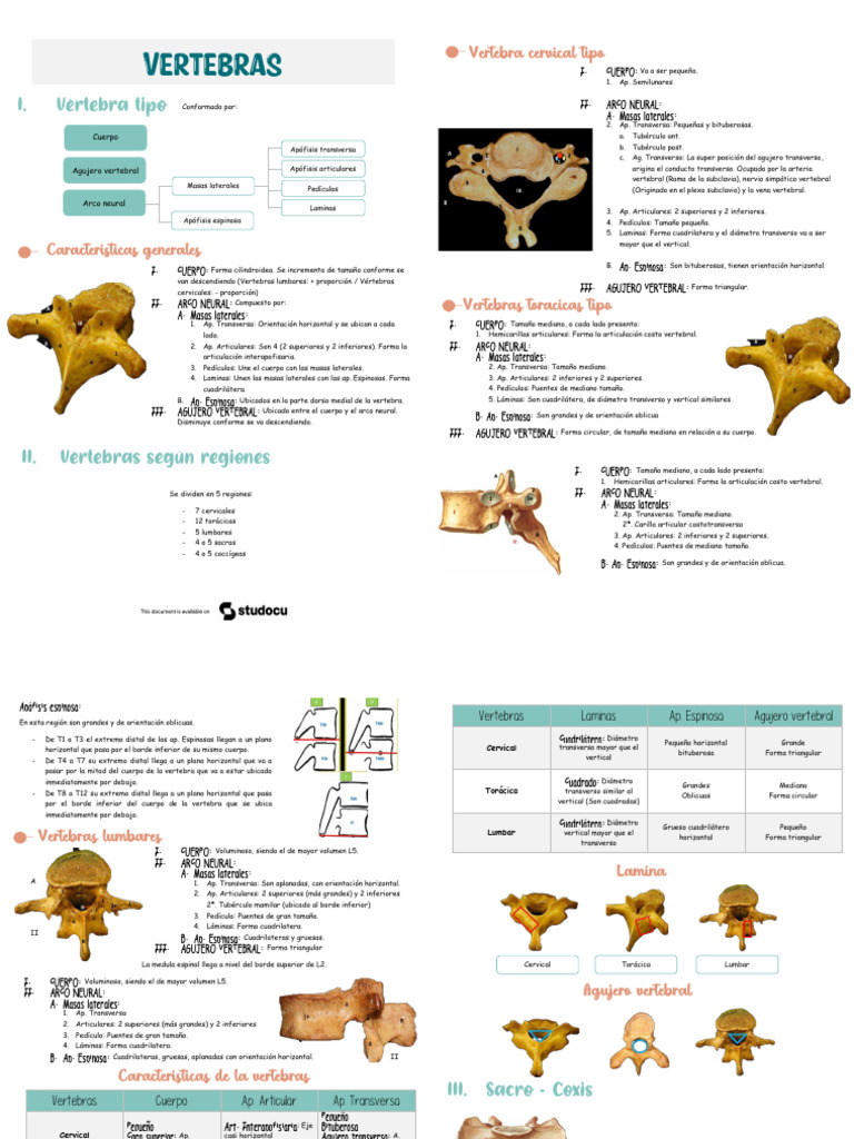 Resumen 1era Unidad | PDF | Vértebra | Tórax (anatomía humana)