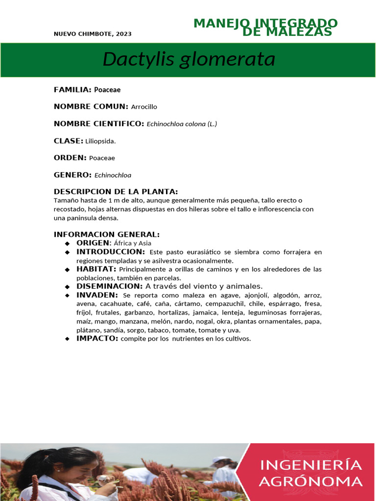 Manejo de Arrocillo en Cultivos | PDF