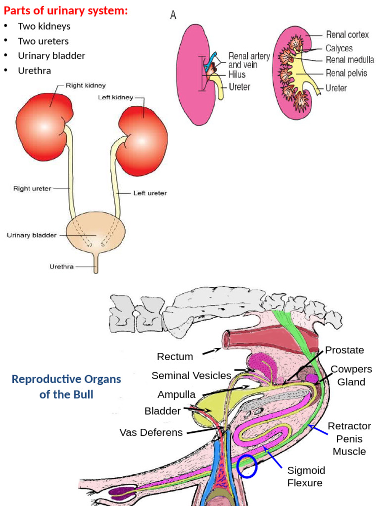 Urinary System Diseases in Animals | PDF | Kidney | Urinary Tract Infection