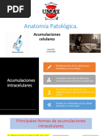 Inclusiones Citoplasmáticas: Función y Relevancia | PDF | Biología ...