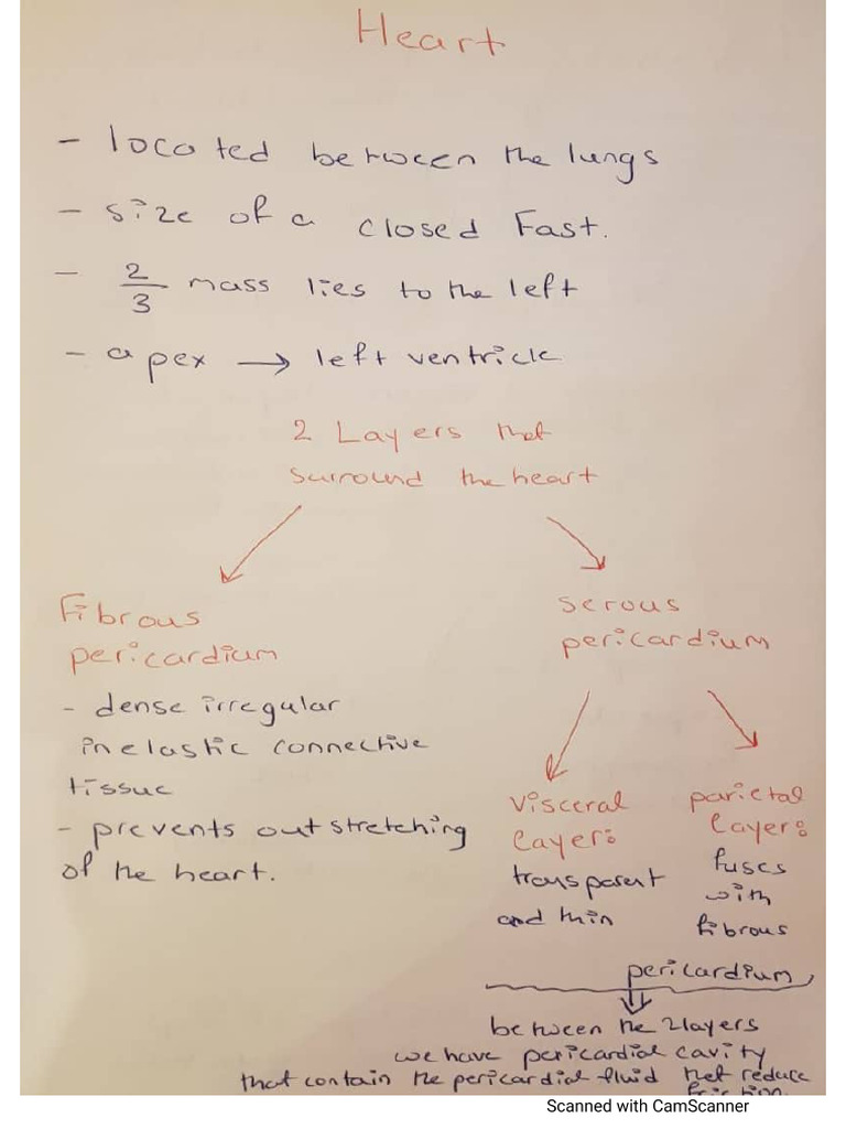 Chapter 5 Anatomy Summary Ali Al Rida Yaakoub | PDF
