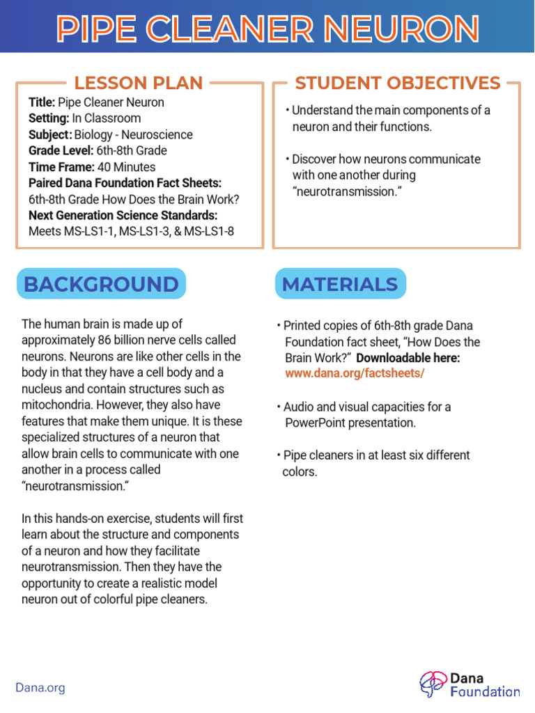 Pipe Cleaner Neuron Lesson 6 8 | PDF | Chemical Synapse | Axon