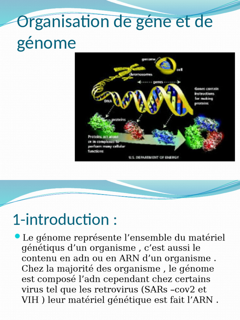 Organisation de Géne Et de Génome | PDF | Gène | Plasmide