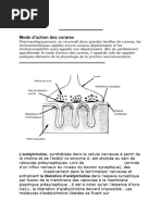 Les Curares | PDF | Acétylcholine | Synapse