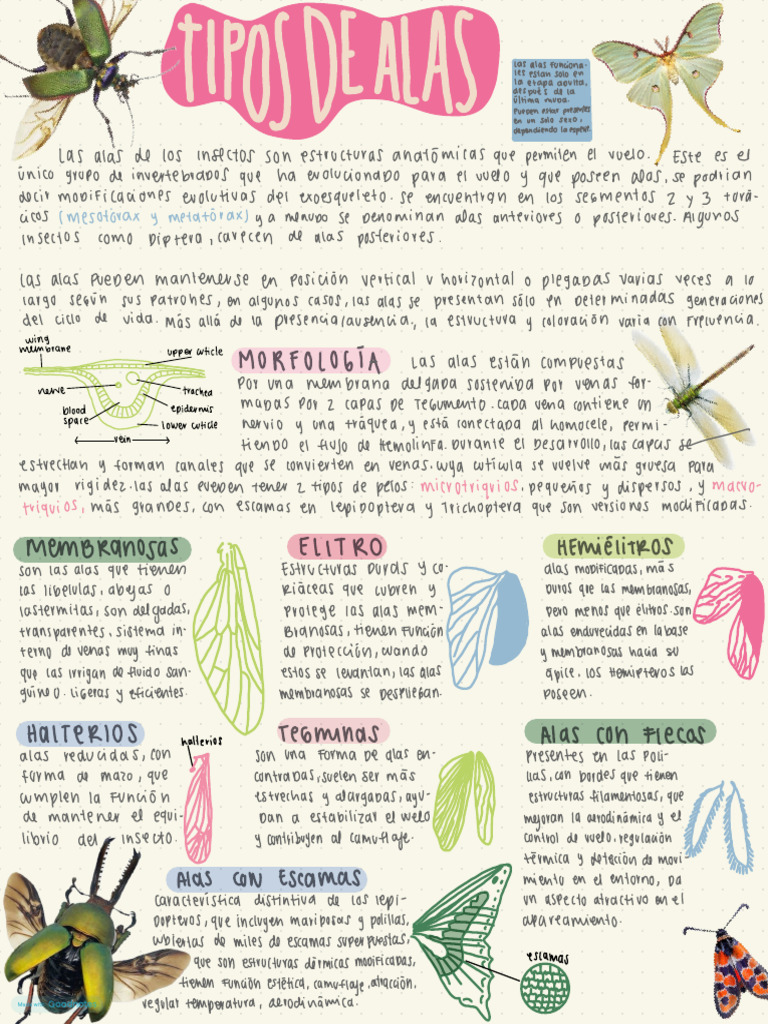 Tipos de alas en insectos voladores | PDF | Artropodología | Artrópodos