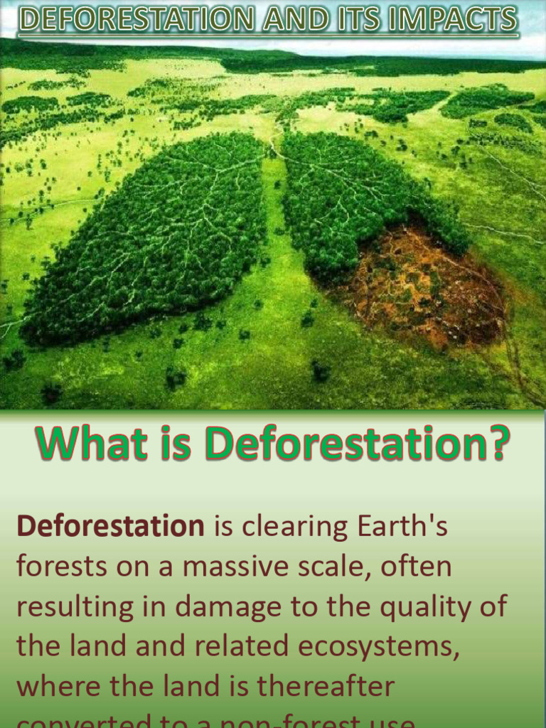 3-Causes and Impacts of Deforestation | PDF | Deforestation | Forests