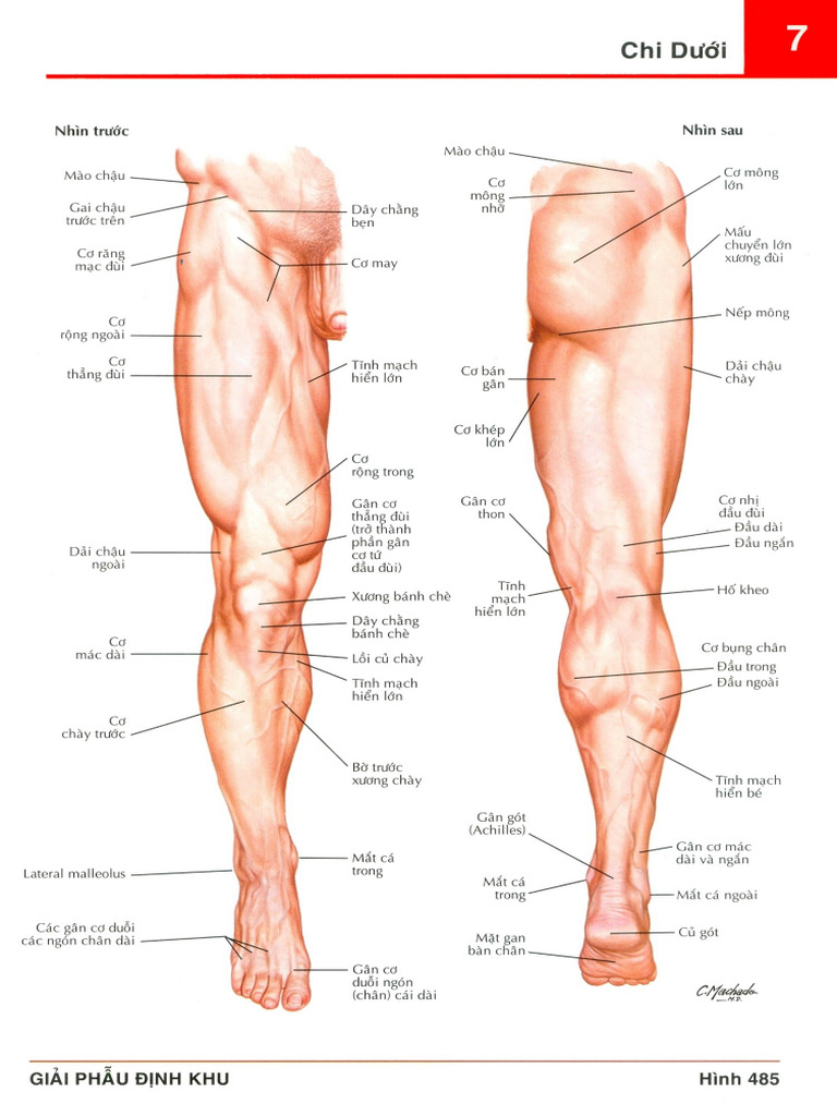 Atlas Giai Phau Nguoi Netter Tieng Viet - Phan 07 Chi Duoi (490-553) | PDF