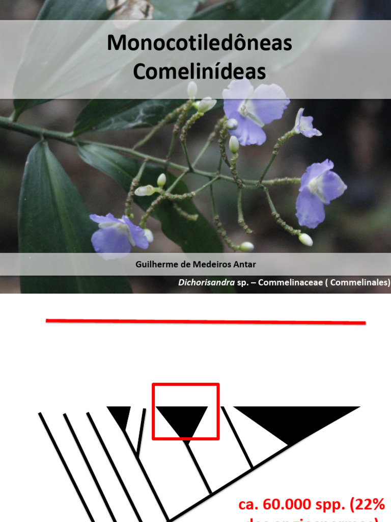 Comelinídeas: Características e Classificação | PDF | Arecaceae | Plantas