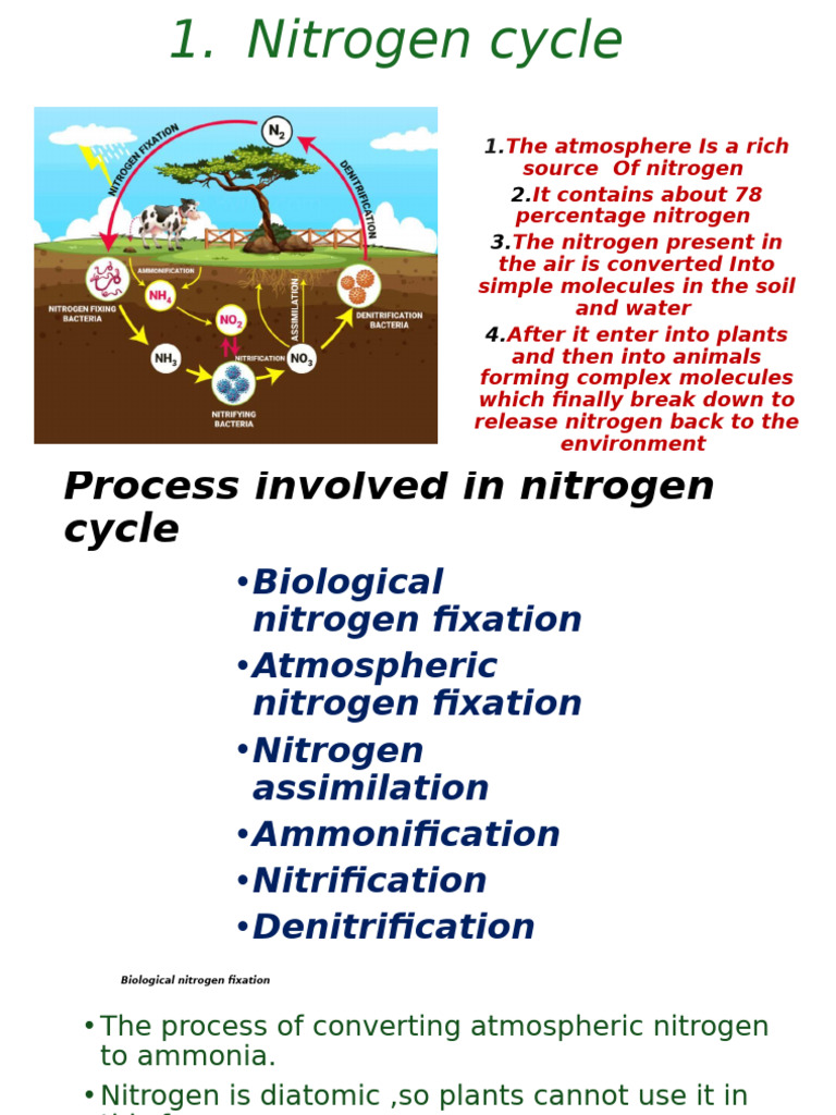 Nitrogen Cycle Complete PPTFX | PDF