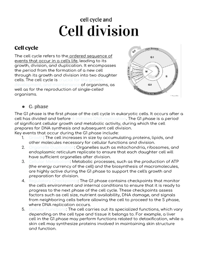 Cell Cycle and Cell Division | PDF | Meiosis | Mitosis