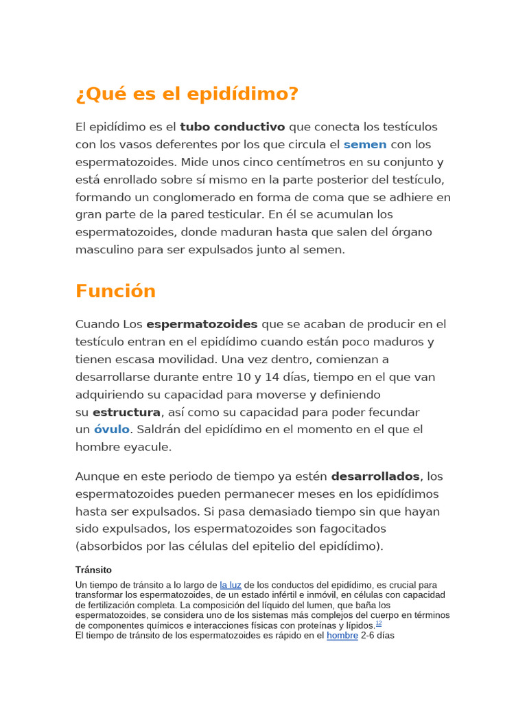 Función y características del epidídimo | PDF | Sistema Reproductor ...