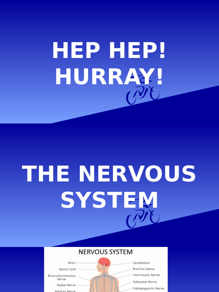 THE-NERVOUS-SYSTEM-PPT | PDF | Central Nervous System | Nervous System