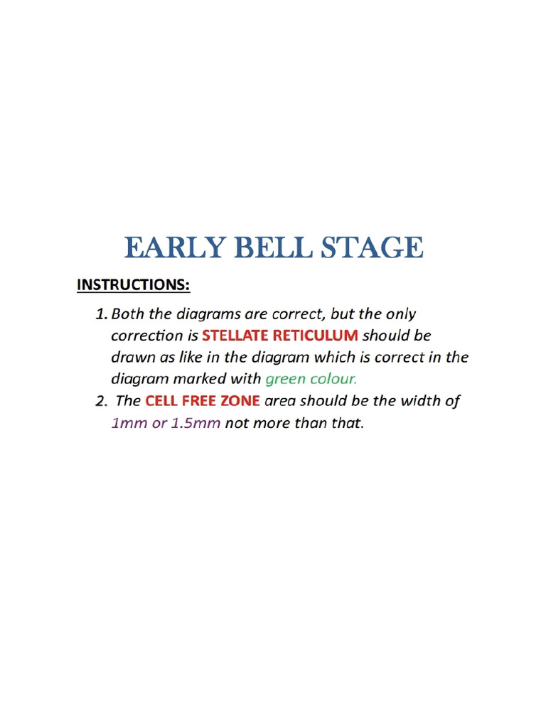 Early Bell Stage | PDF