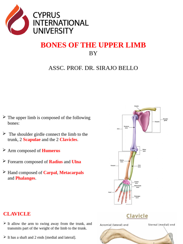 Bones of the Upper Limb | PDF | Limbs (Anatomy) | Musculoskeletal System