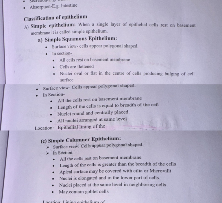 Epithelium Identification Points | PDF