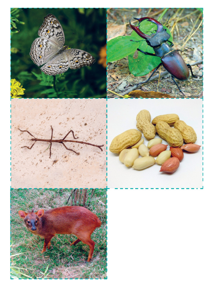 Tarjeta Sonido Final Vocalico | PDF