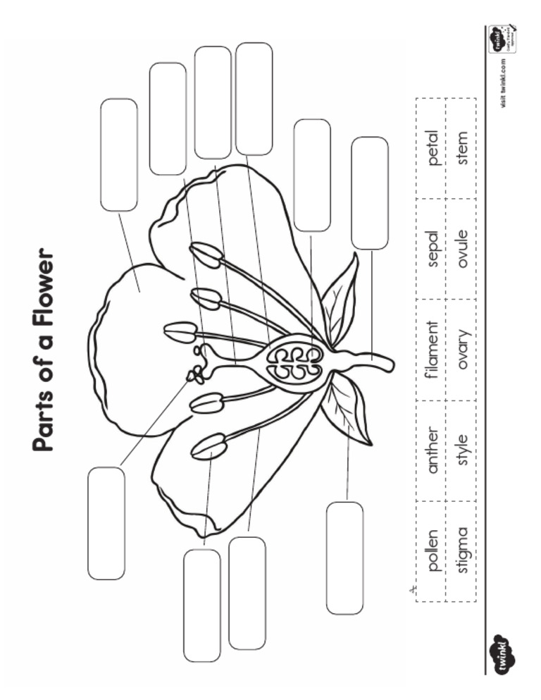 BW Parts of A Flower and Plant Labeling Activity Sheet | PDF