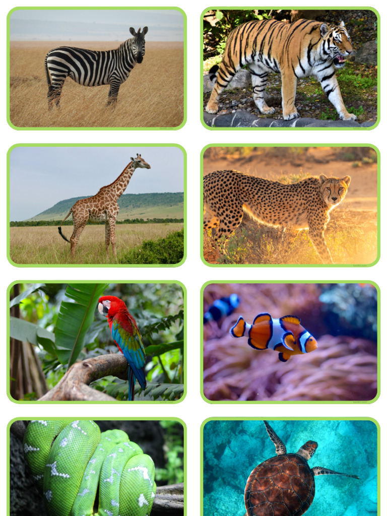 Animal Pattern Matching | PDF