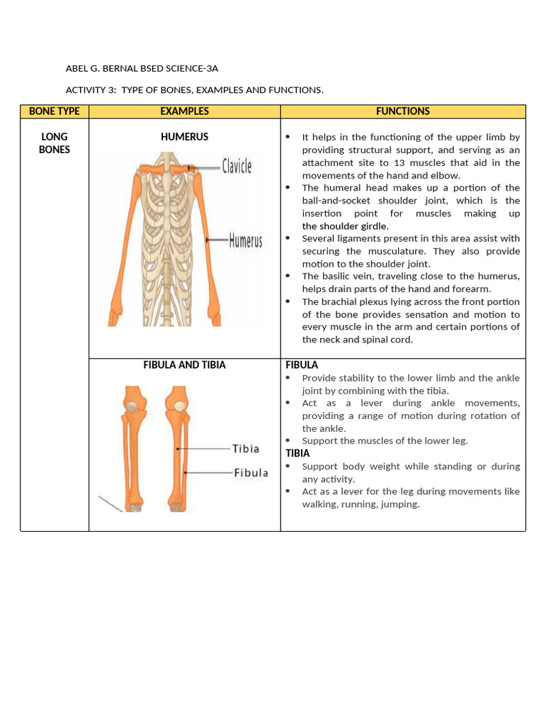 Types of Bones: Functions & Examples | PDF | Hand | Vertebra