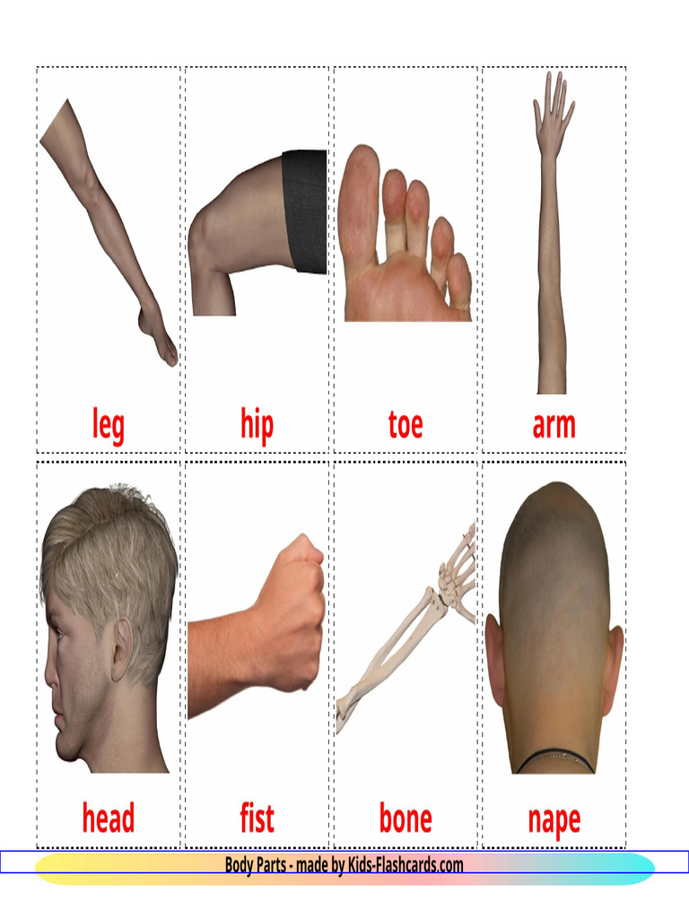 Body Parts 8 A4 | PDF