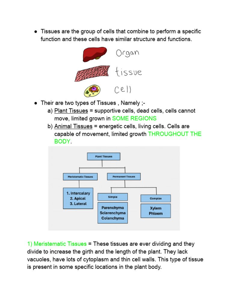 Class 9 Plant Tissues Notes | PDF