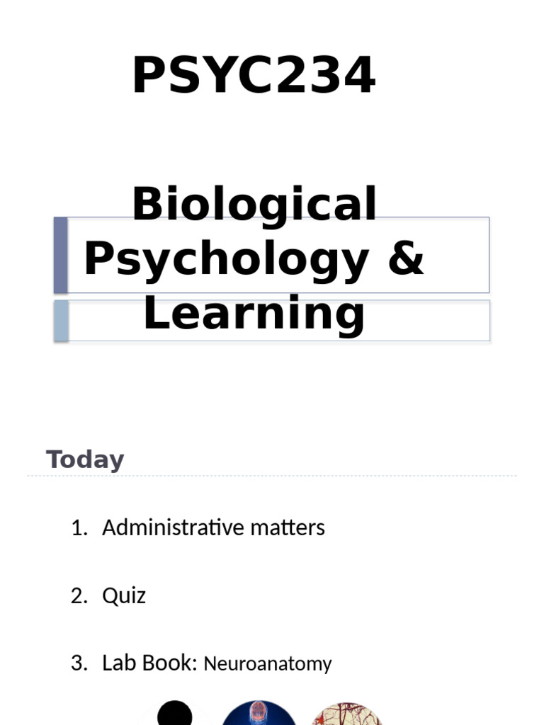 Tutorial 1 Intro Neuroanatomy | PDF