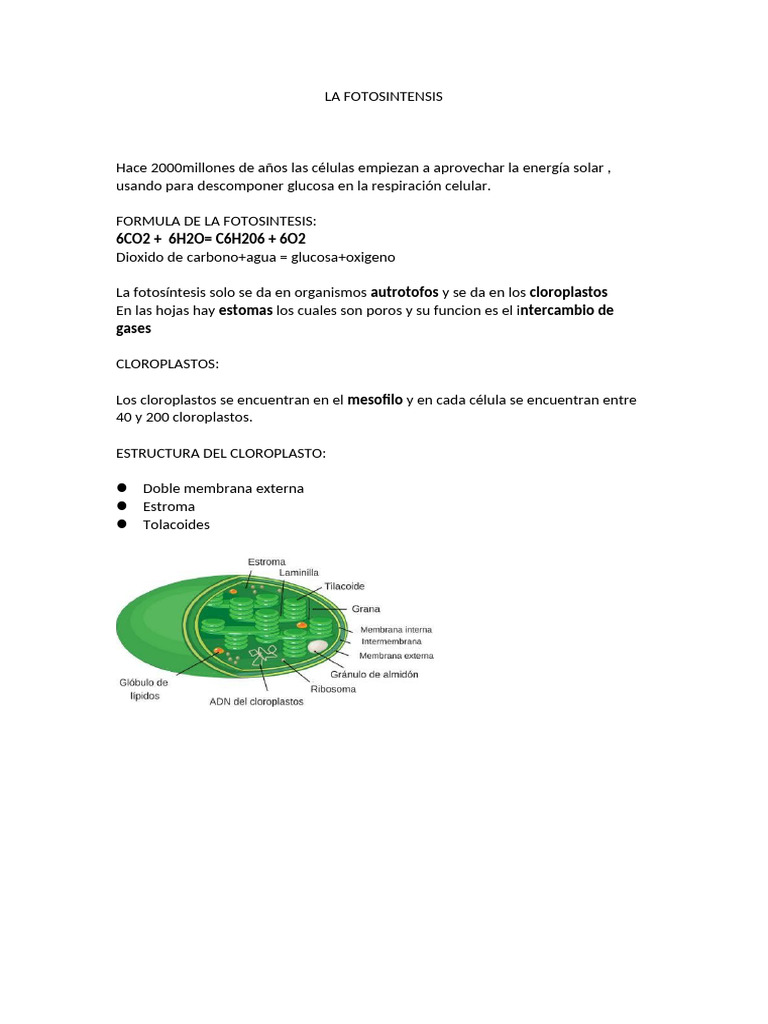 LA FOTOSINTENSIS y Respiracion Celular | PDF | Respiración celular | Trifosfato de adenosina
