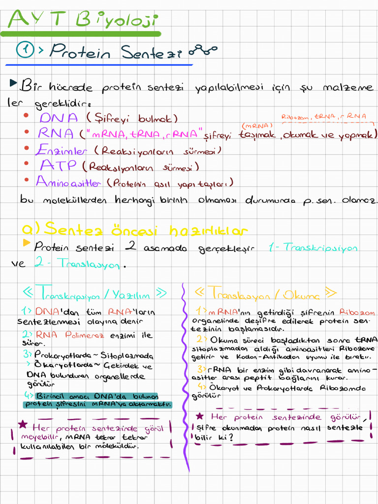 AYT Biyoloji Protein Sentezi - 250109 - 192517 | PDF