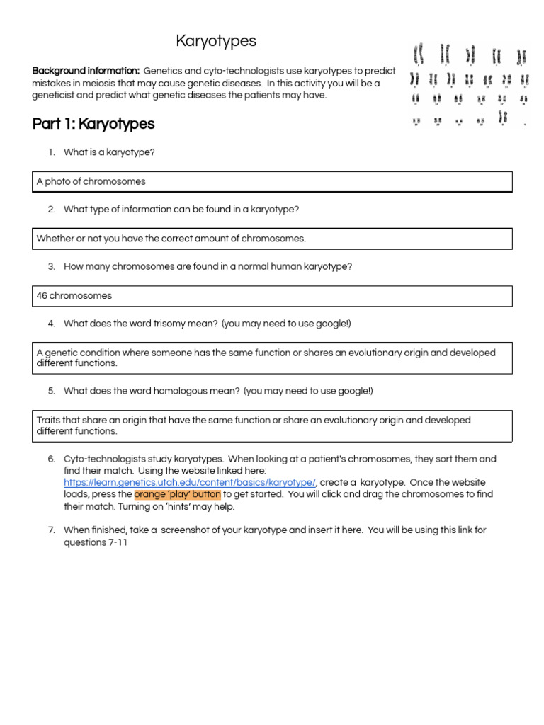 Understanding Karyotypes and Genetic Disorders | PDF | Karyotype ...