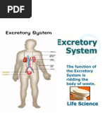 Module Excretory System | PDF | Human Body | Excretion