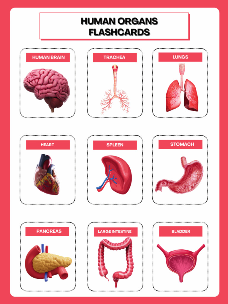 36 Human Organs Flashcards | PDF