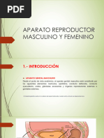 Anatomía del Cuerpo de Highmore | PDF | Testículo | Próstata