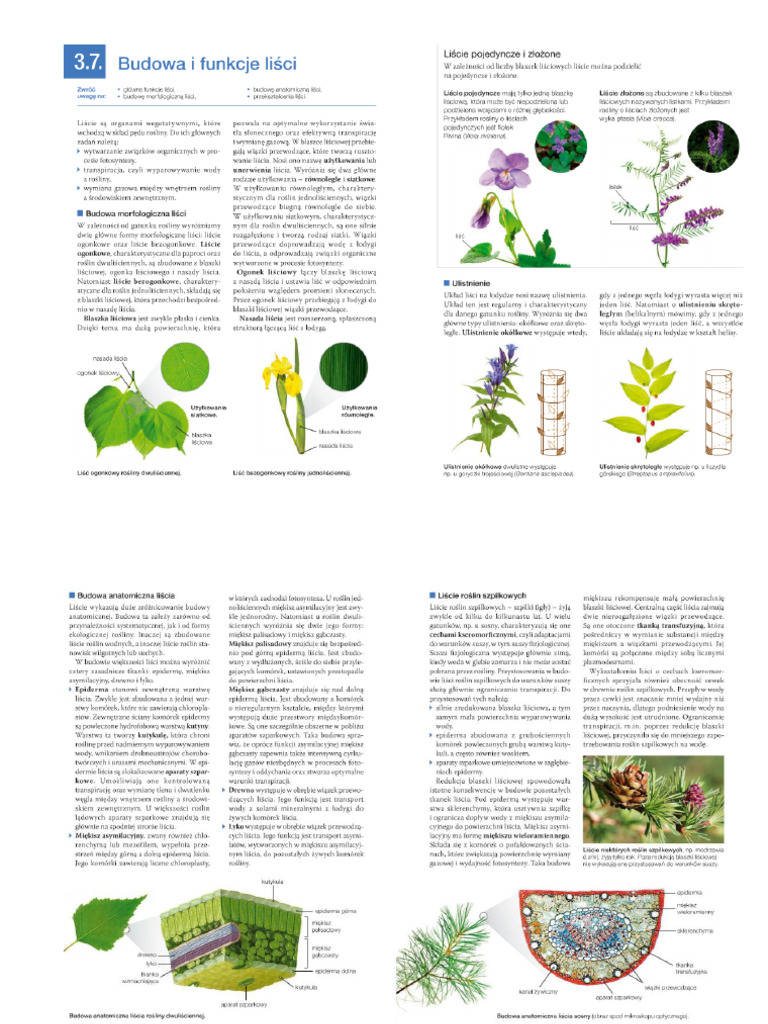 1tp-Roz. Biol. Stopa sr.-3 | PDF