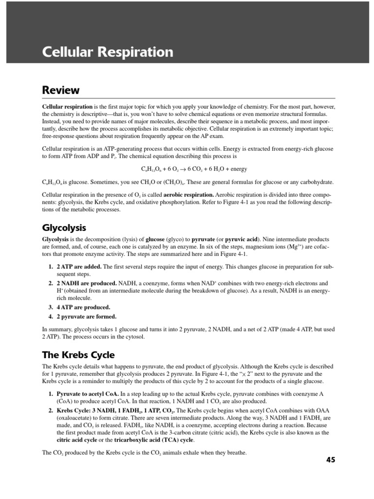 Cellular Respiration | PDF | Cellular Respiration | Adenosine Triphosphate