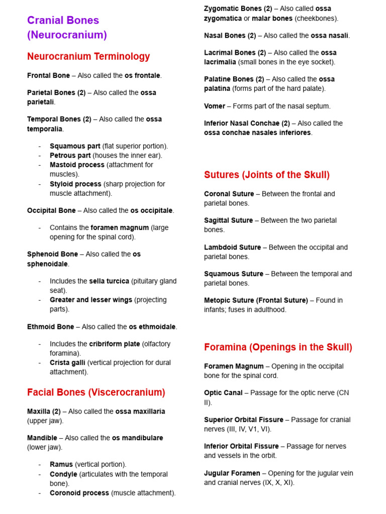 p3 Rad Ana by SLRCH - The Niggerz | PDF | Vertebra | Skeletal System
