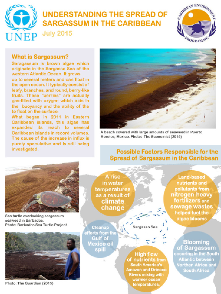 Sargazo Caribe | PDF