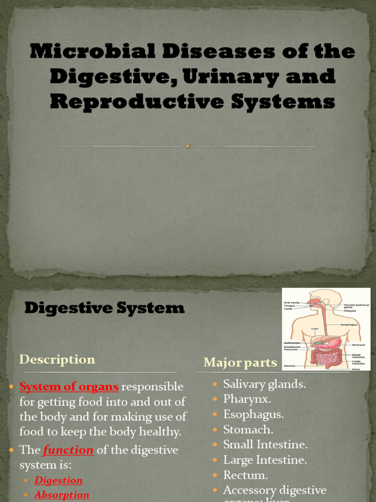 Lecture 8 Diseases of The Digestive Urinary and Reproductive System ...