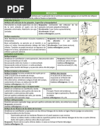 Reflejo Cremasterico | PDF