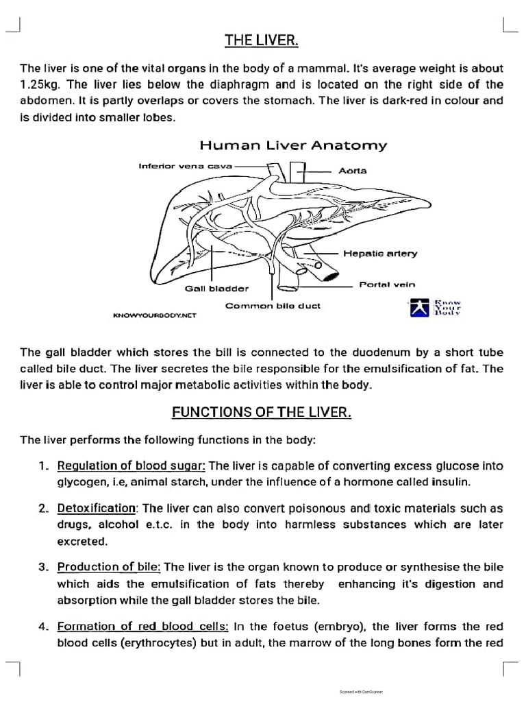 Liver Biology | PDF