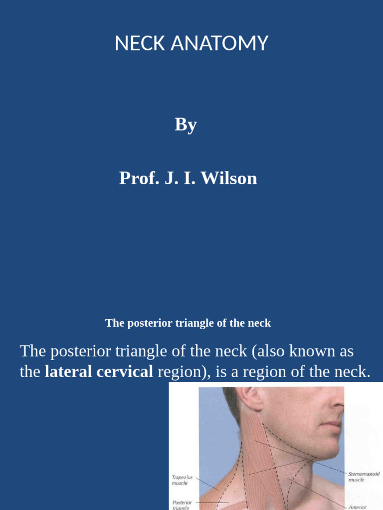 Anatomy of the Neck: Posterior & Anterior Triangles | PDF | Neck ...