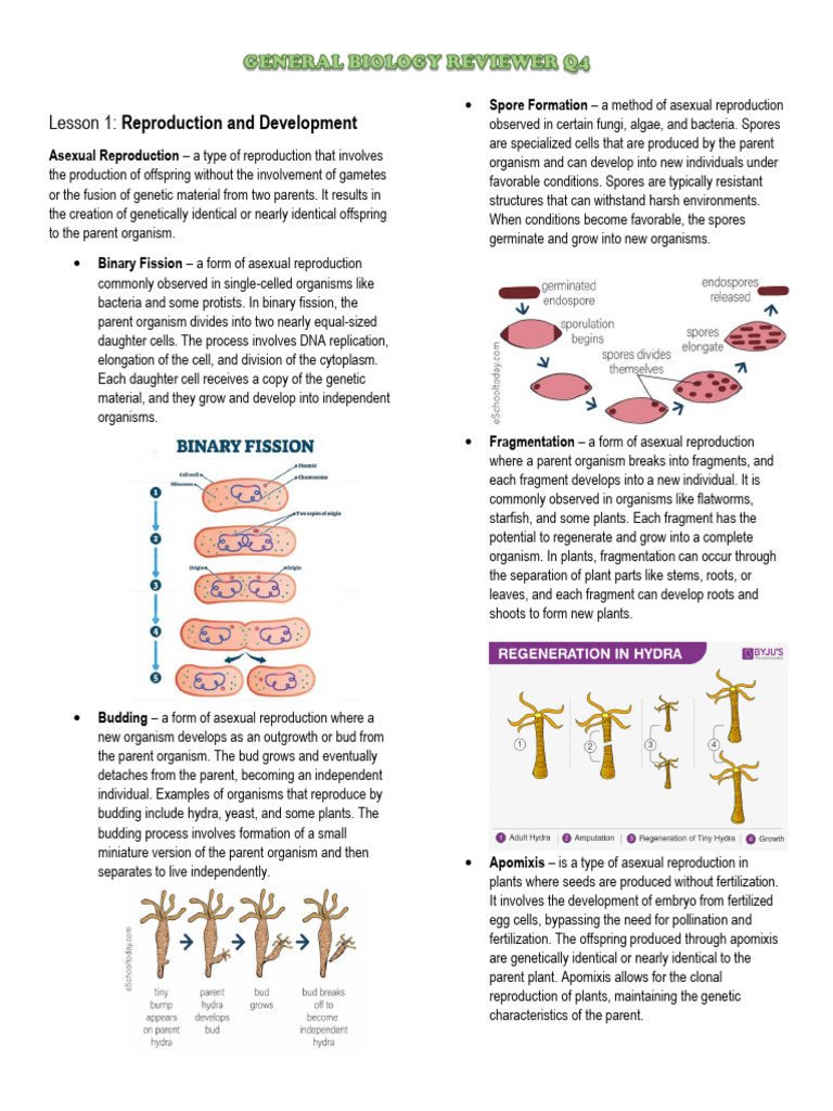 General_Biology_Q4_Reviewer | PDF | Menstrual Cycle | Sexual Reproduction
