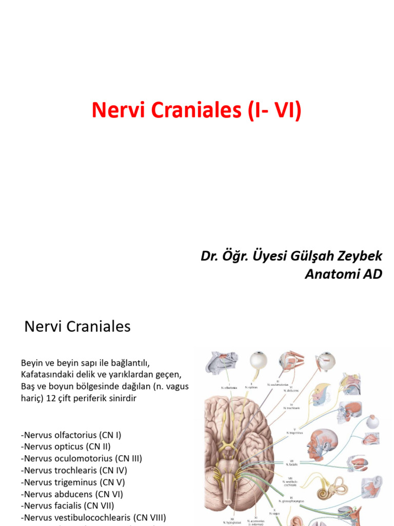 9..ders..nervi Craniales (I - VI) ... FGZ | PDF